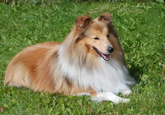 Bildegalleri :: Scarlet-Red-shelties